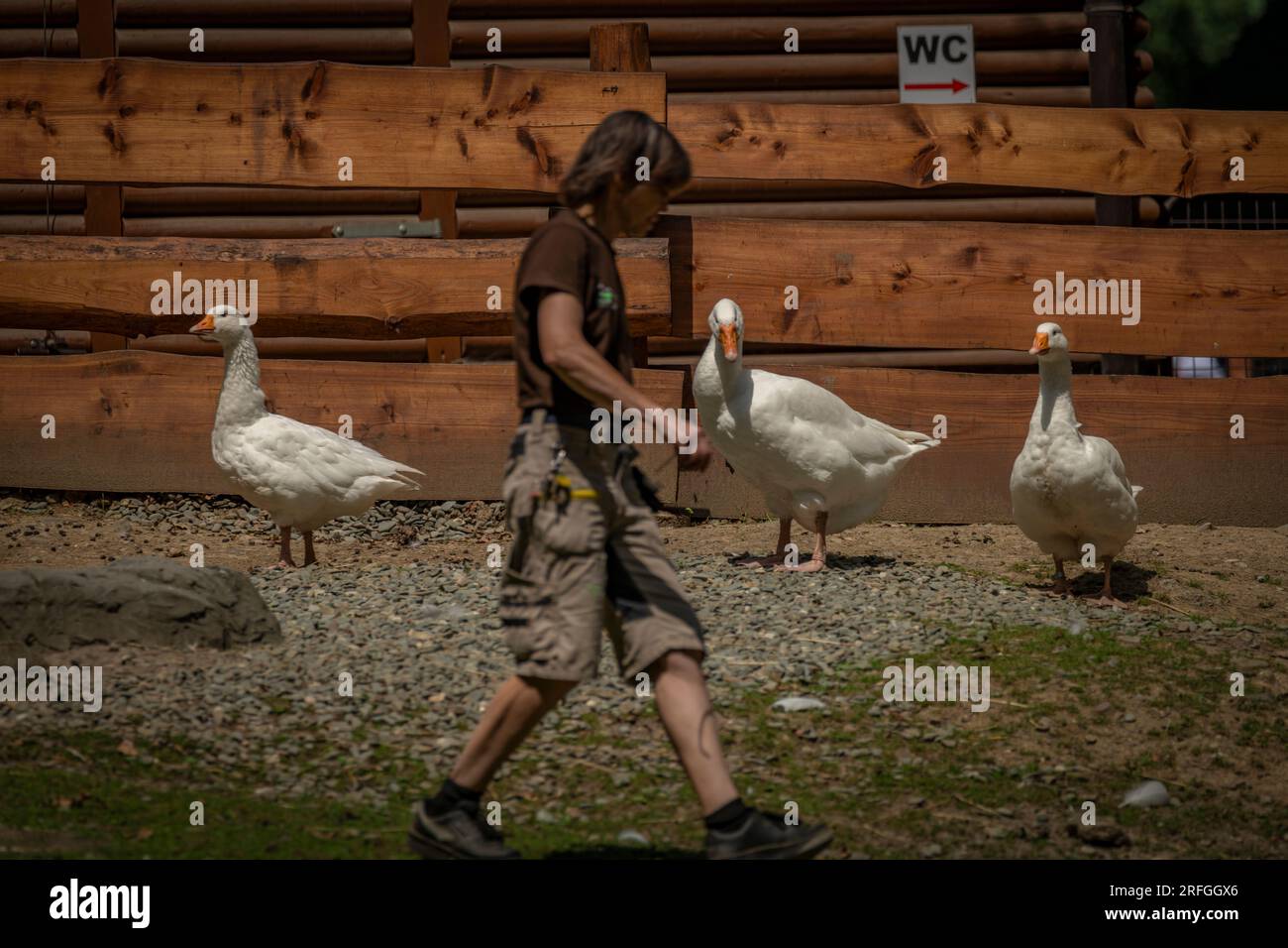 Maintenance worker female with animals in big zoo garden in Ostrava CZ ...