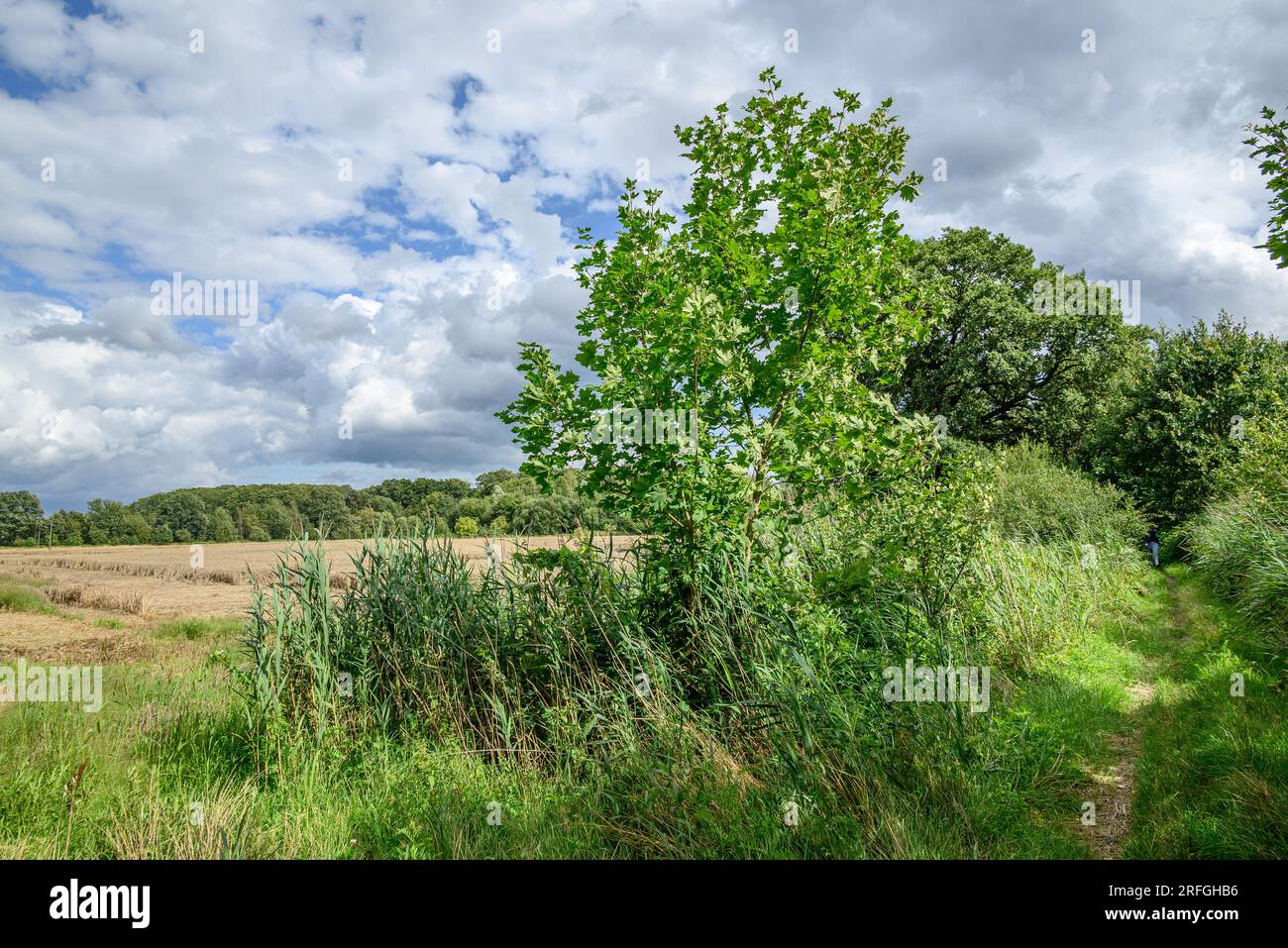 summer time in the german muensterland Stock Photo - Alamy