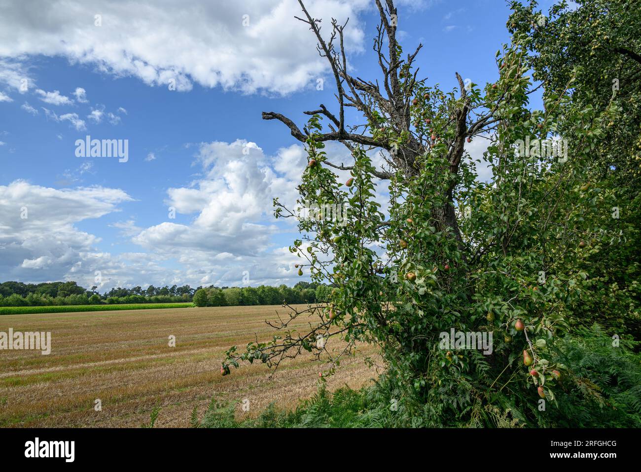 summer time in the german muensterland Stock Photo - Alamy