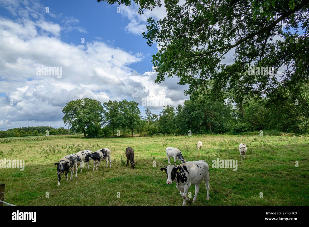 summer time in the german muensterland Stock Photo - Alamy