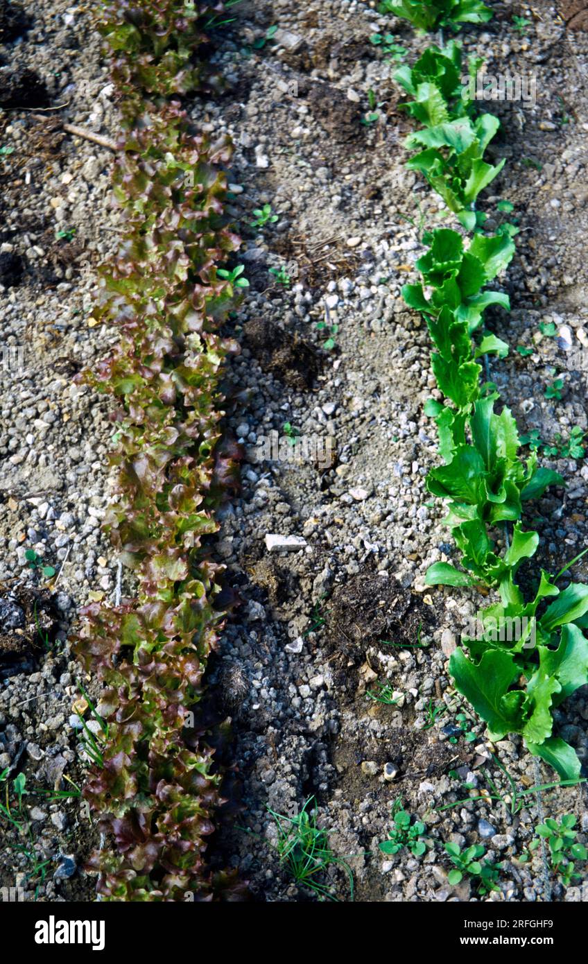 Rows of Lettuce Growing Stock Photo - Alamy