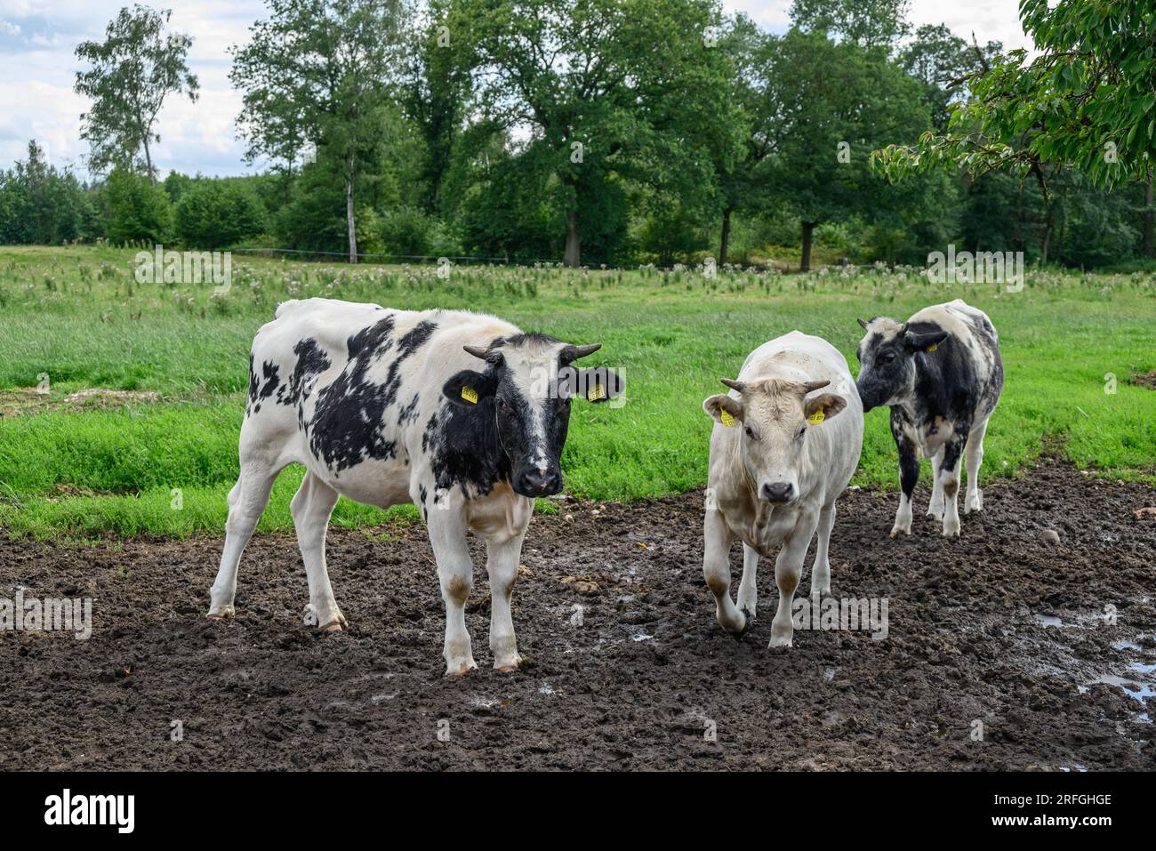 summer time in the german muensterland Stock Photo - Alamy