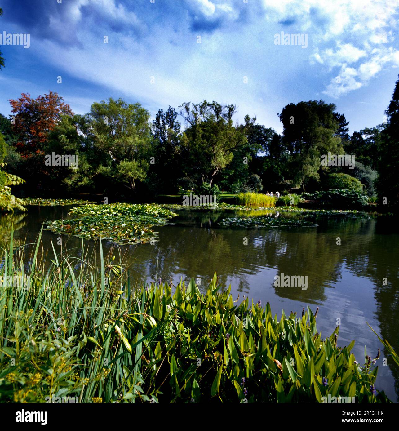 Reed reeds reedmace hi-res stock photography and images - Alamy
