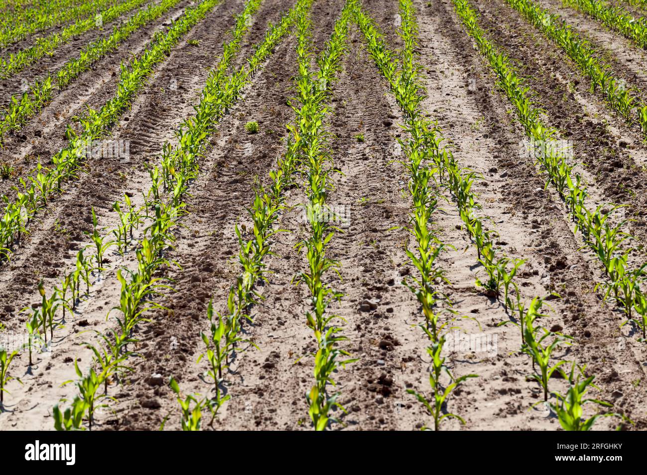 green young corn on an agricultural field in the spring season ...
