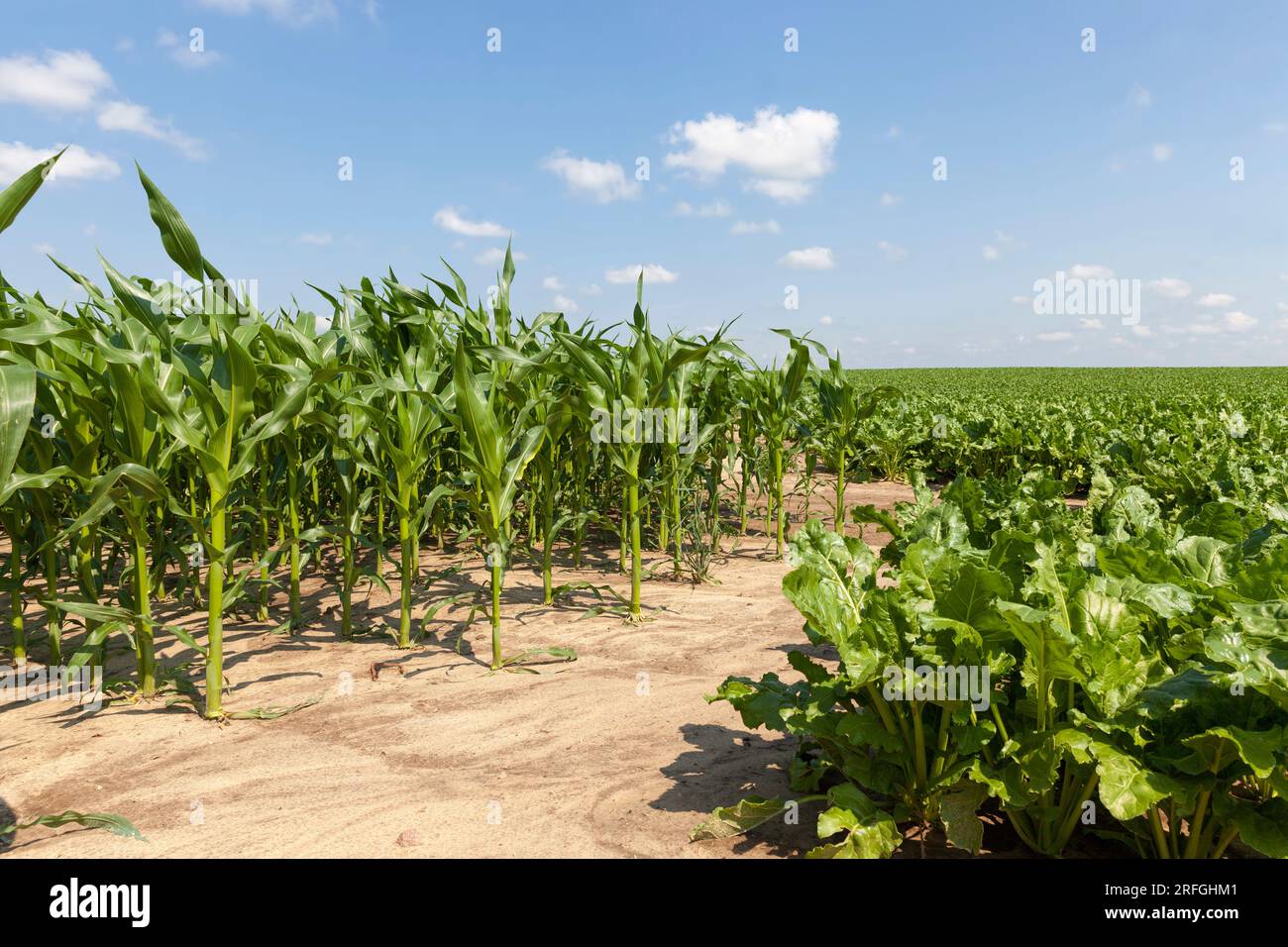 green young corn in an agricultural field, a field where green sprouts ...