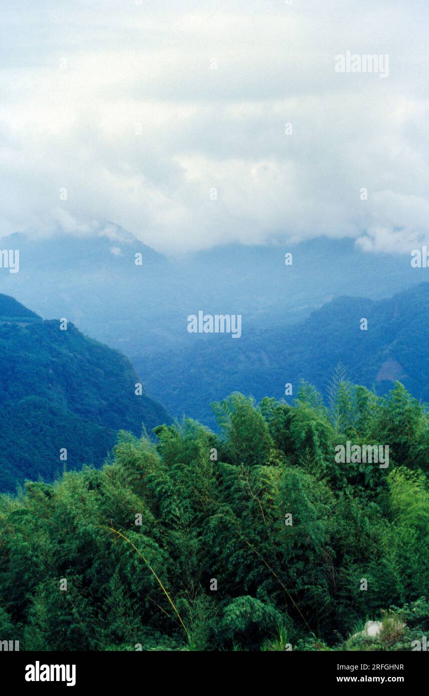 Xitou forest hi-res stock photography and images - Alamy