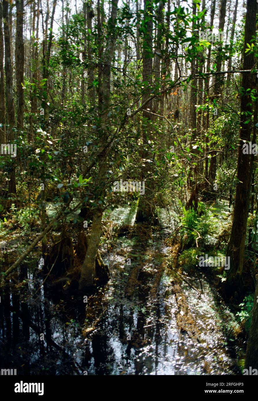 Florida USA Sunlight Through Trees in Swamp Stock Photo - Alamy