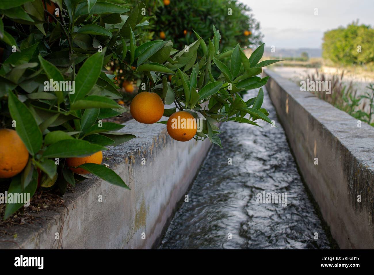 Orange orchard irrigation hi-res stock photography and images - Alamy