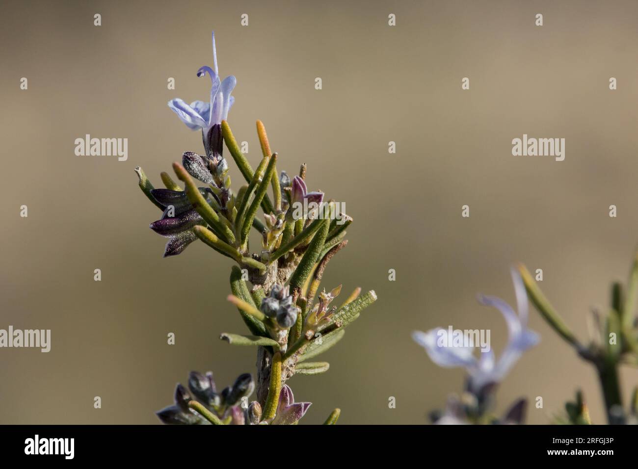 Rosmarinus officinalis in flower with closeup Stock Photo - Alamy