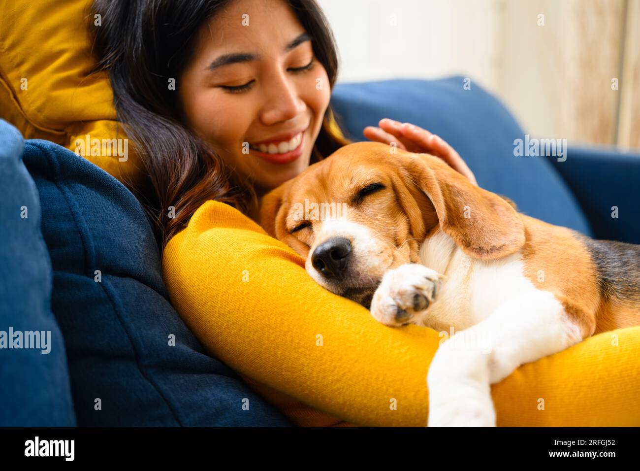 A Beagle puppy, dog running on the floor inside a home during the day ...