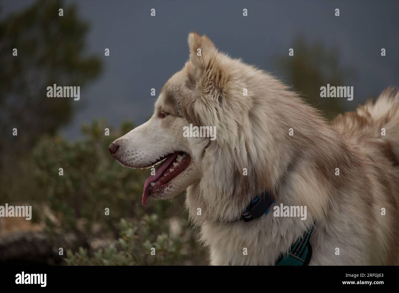 portrait of beautiful Siberian Husky dog Stock Photo - Alamy