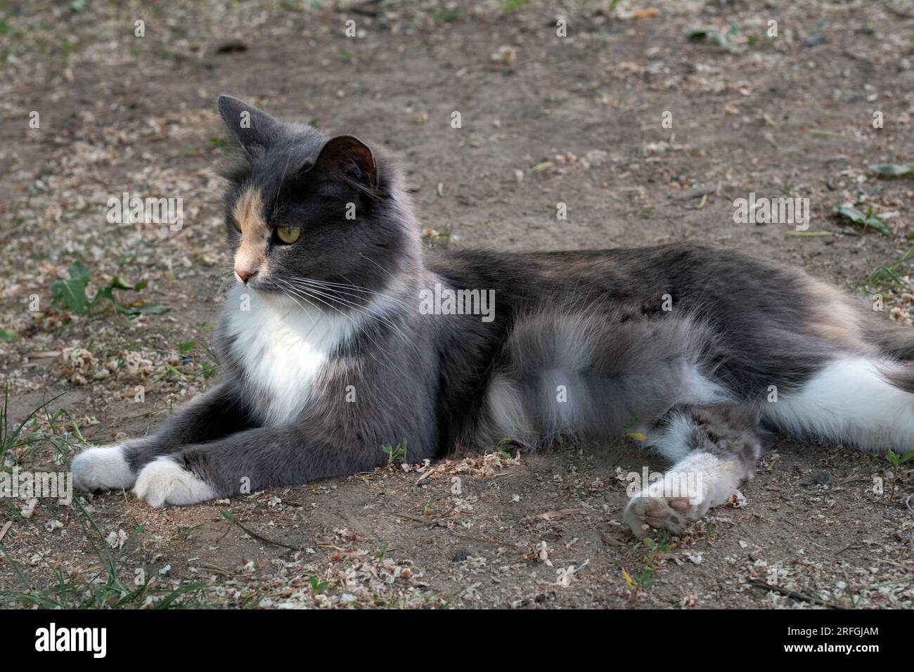 Multi color cat hi-res stock photography and images - Alamy
