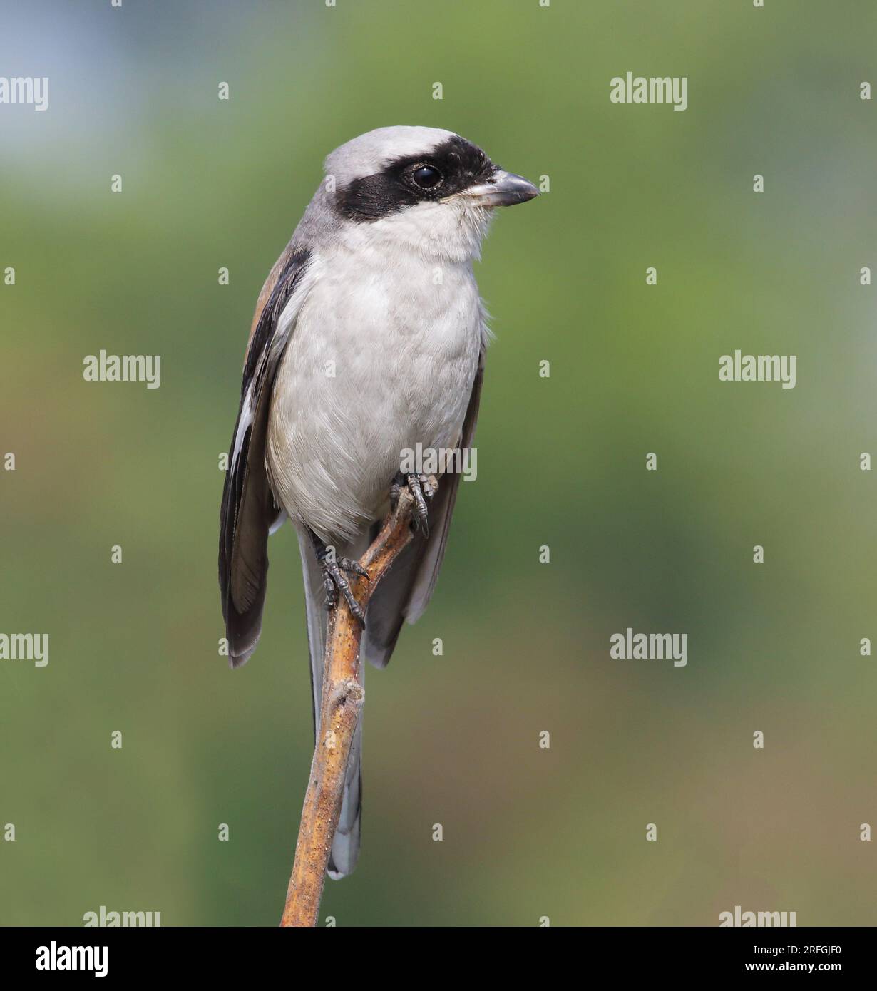 The bay-backed shrike is a member of the bird family Laniidae, the ...