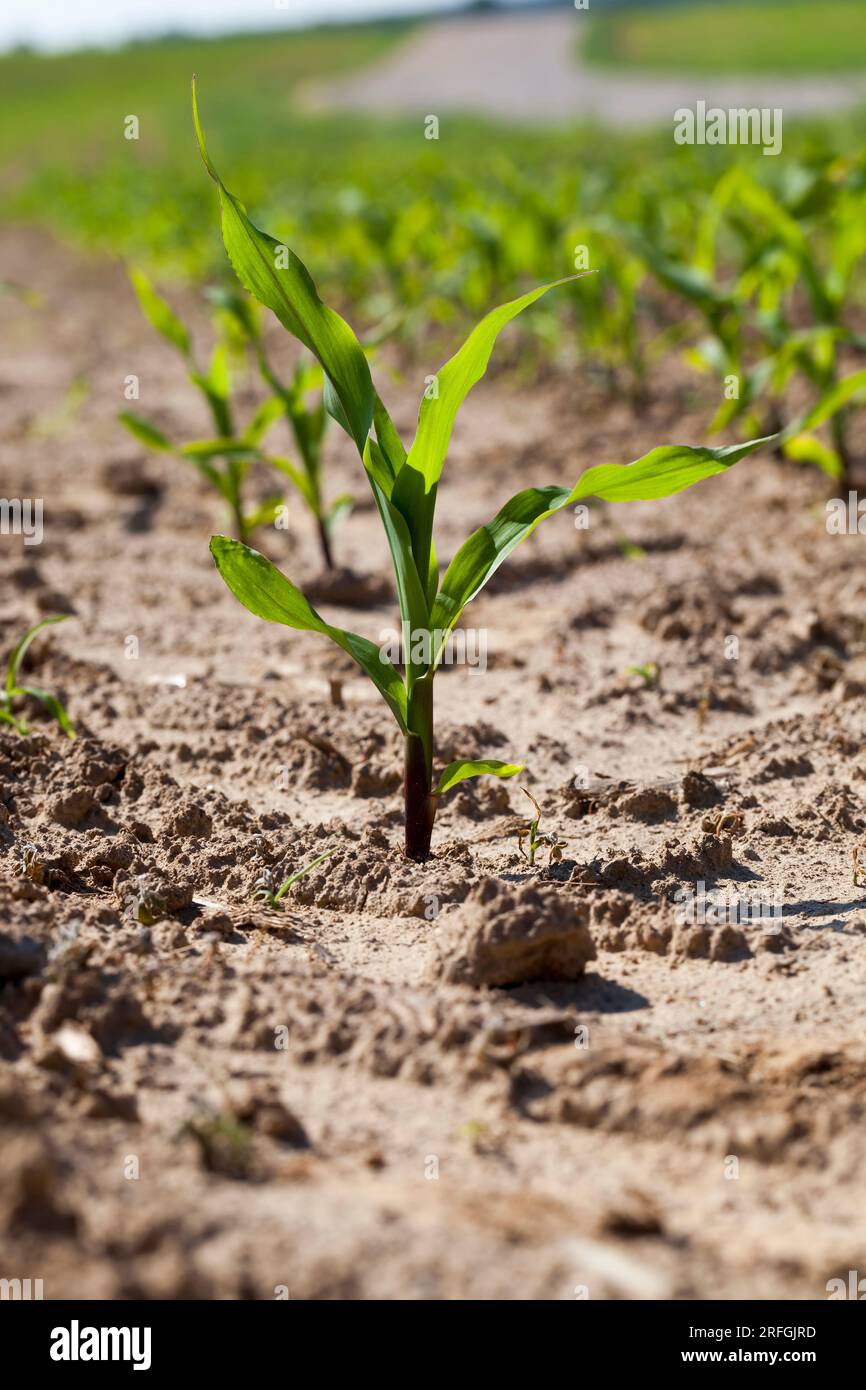 green young corn in an agricultural field, a field where green sprouts ...