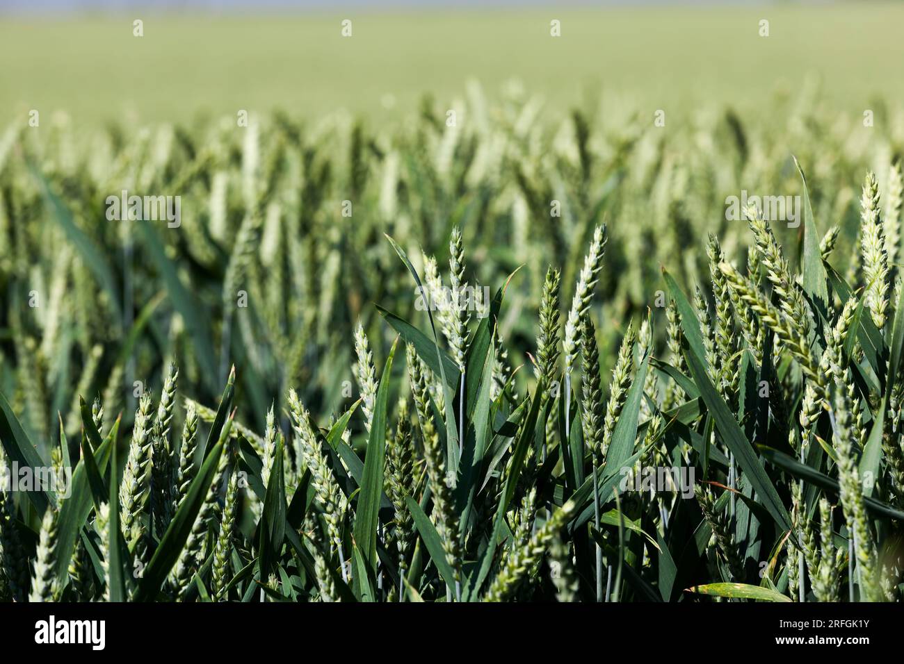 green rye in an agricultural field in the summer, farming for growing ...