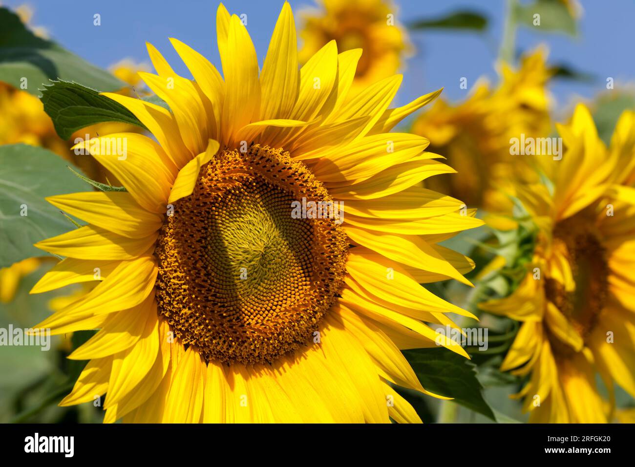 sunflowers blooming in the summer, an agricultural field where beautiful yellow sunflowers bloom ...