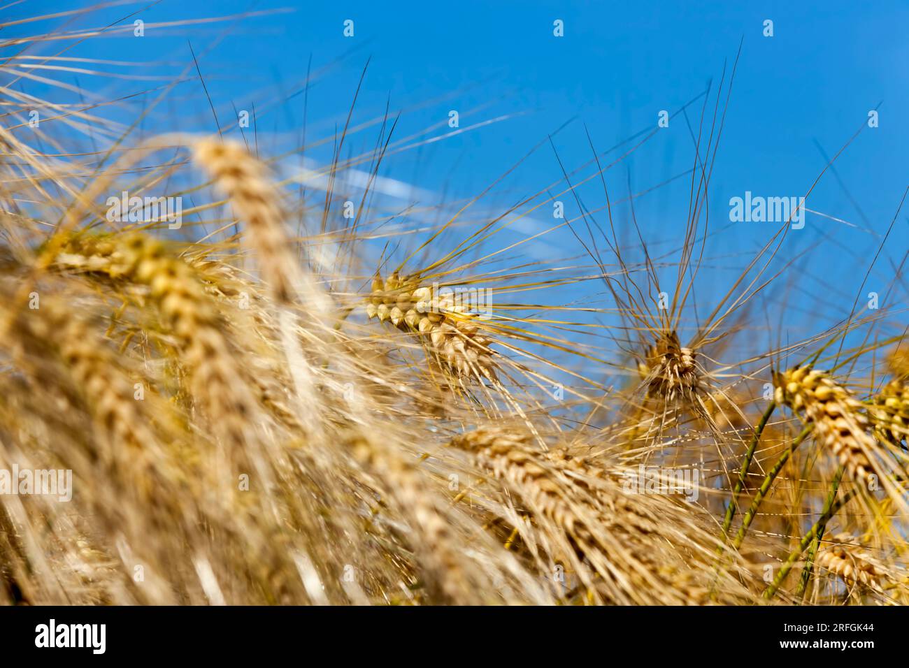 golden rye in an agricultural field in the summer, farming for growing ...