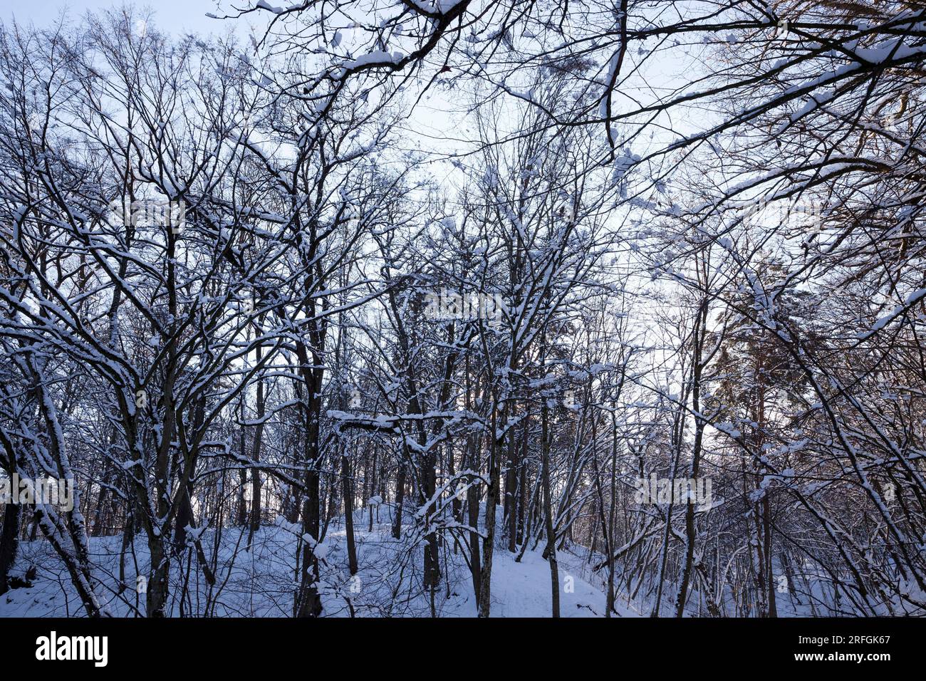 trees growing in the park covered with snow and ice, winter season in ...