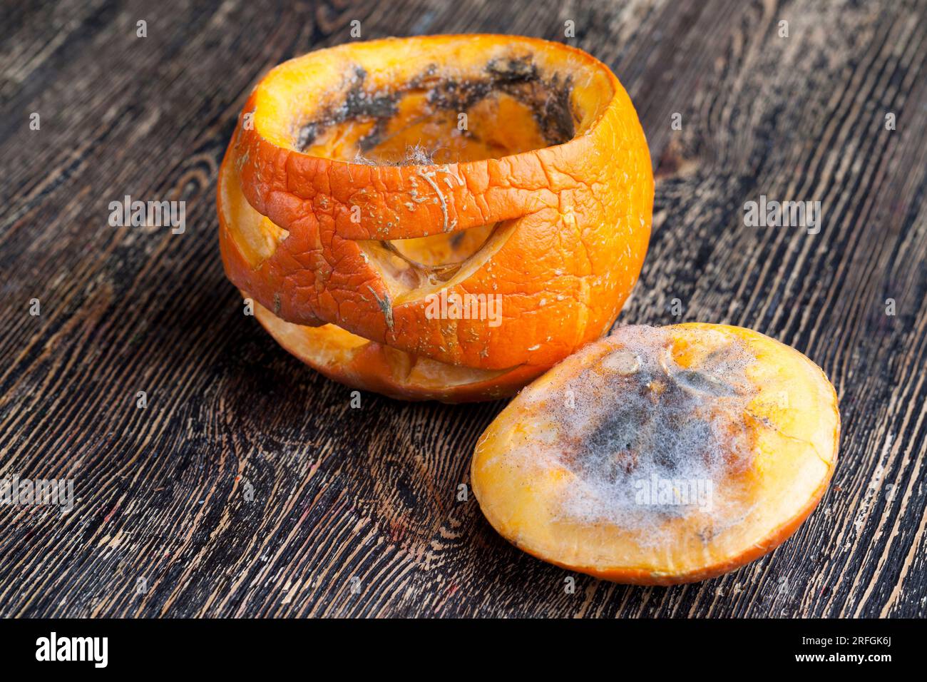 pumpkin for Halloween celebration covered with mold, scary and ugly ...