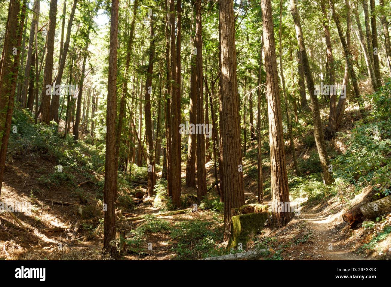 Redwood logging california hi-res stock photography and images - Alamy