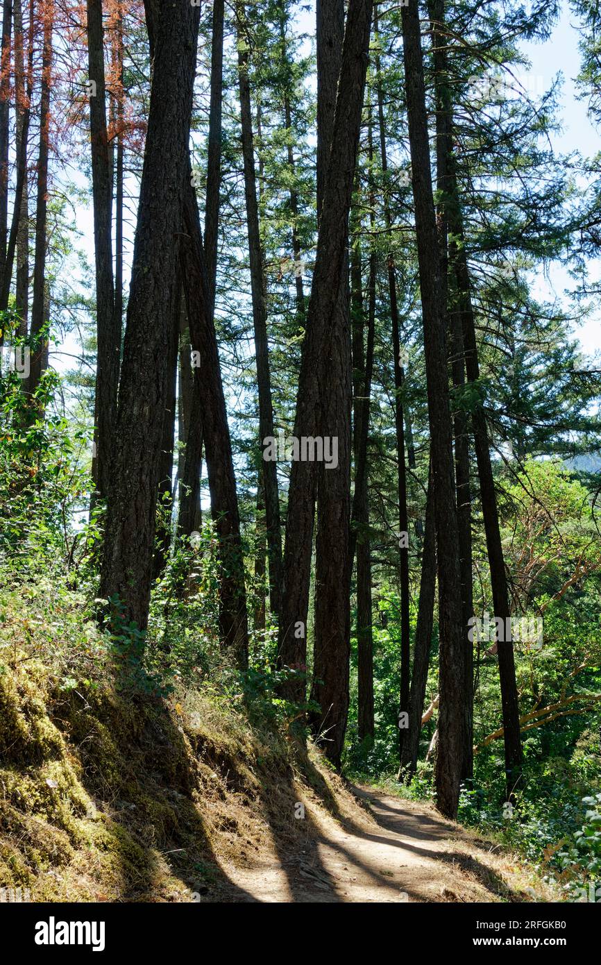Sequoia trees logging national park hi-res stock photography and images ...