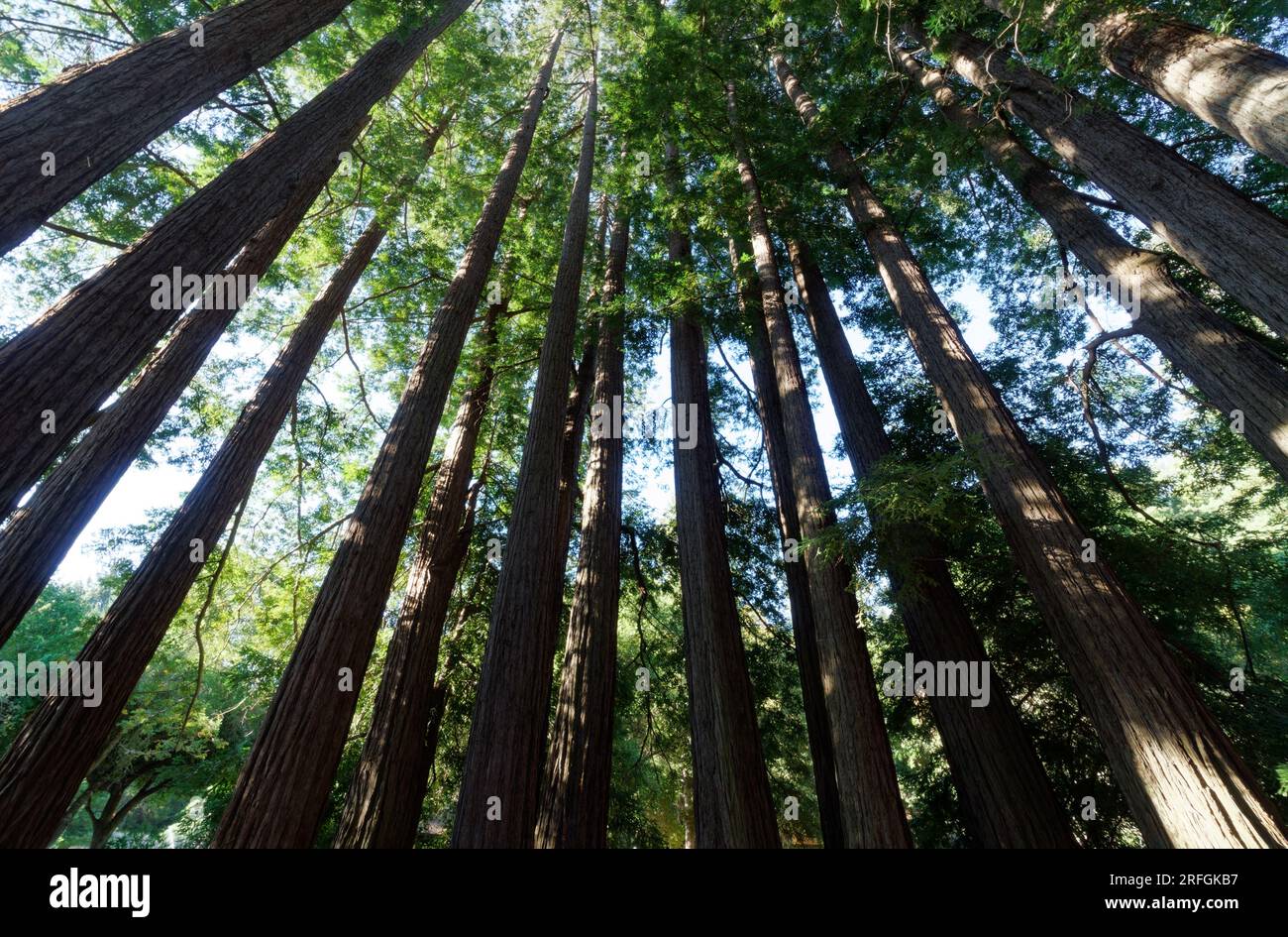 Sequoia Redwoods in the morning sun Stock Photo - Alamy