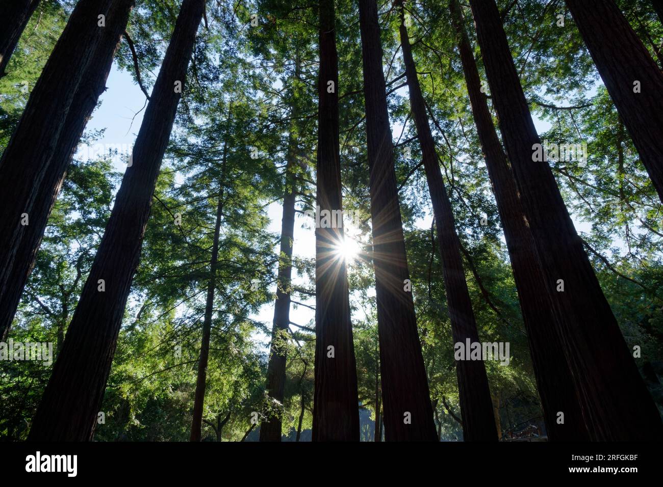 Sequoia Redwoods in the morning sun Stock Photo - Alamy