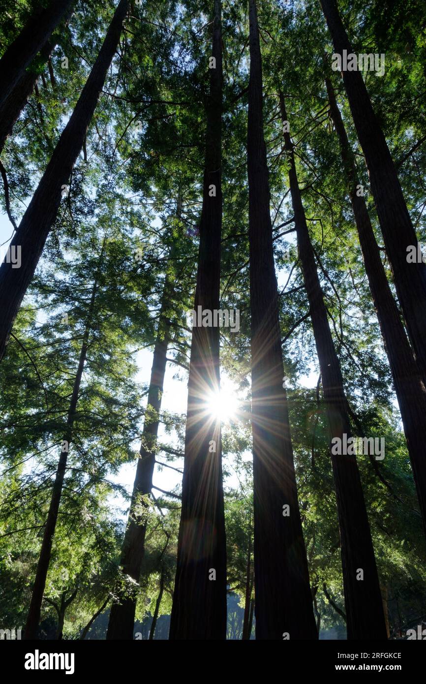 Sequoia Redwoods in the morning sun Stock Photo - Alamy