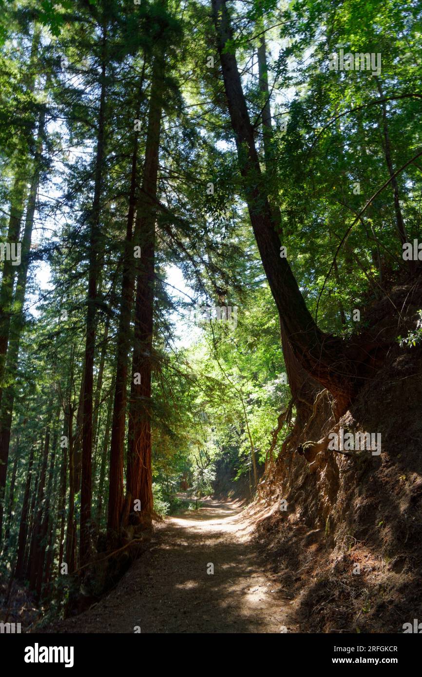 Sequoia trees logging national park hi-res stock photography and images ...