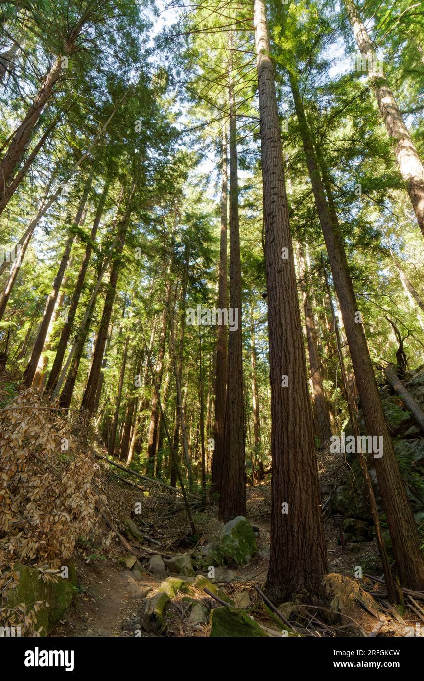 Sequoia trees logging national park hi-res stock photography and images ...