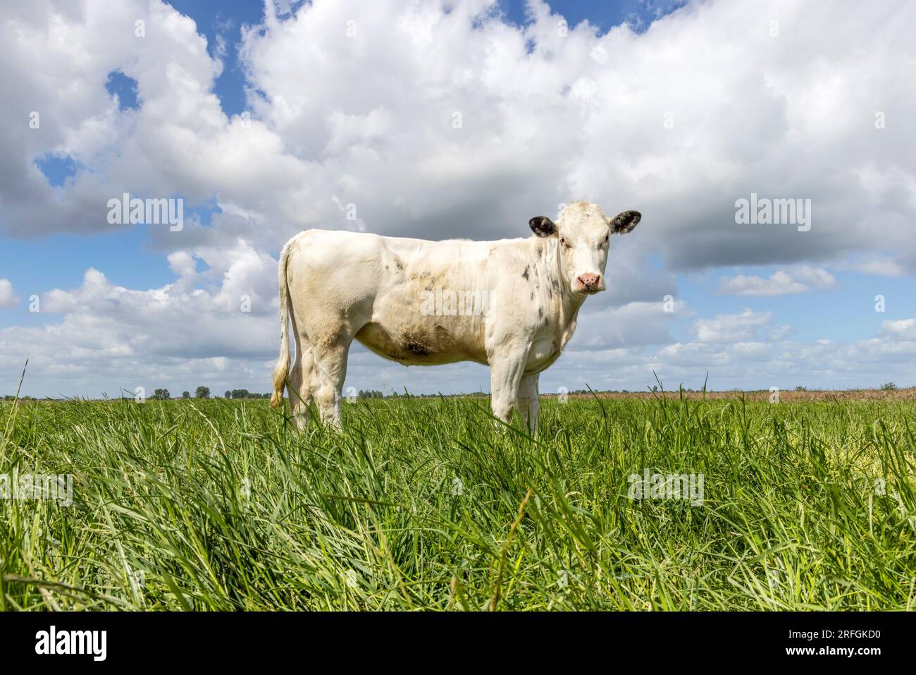 Heifer cow full length side view in a field, standing milk cattle, a ...