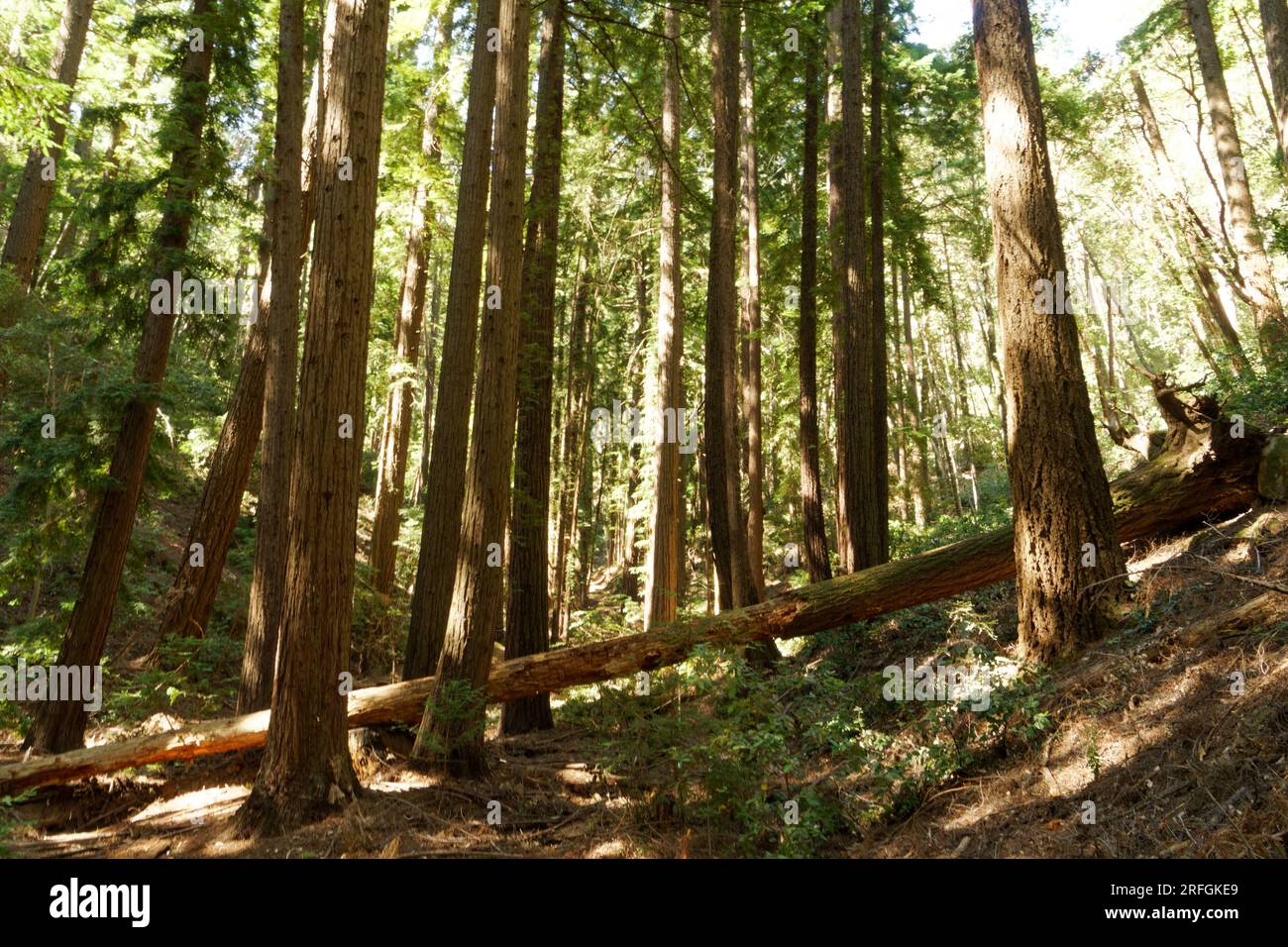 Sequoia trees logging national park hi-res stock photography and images ...