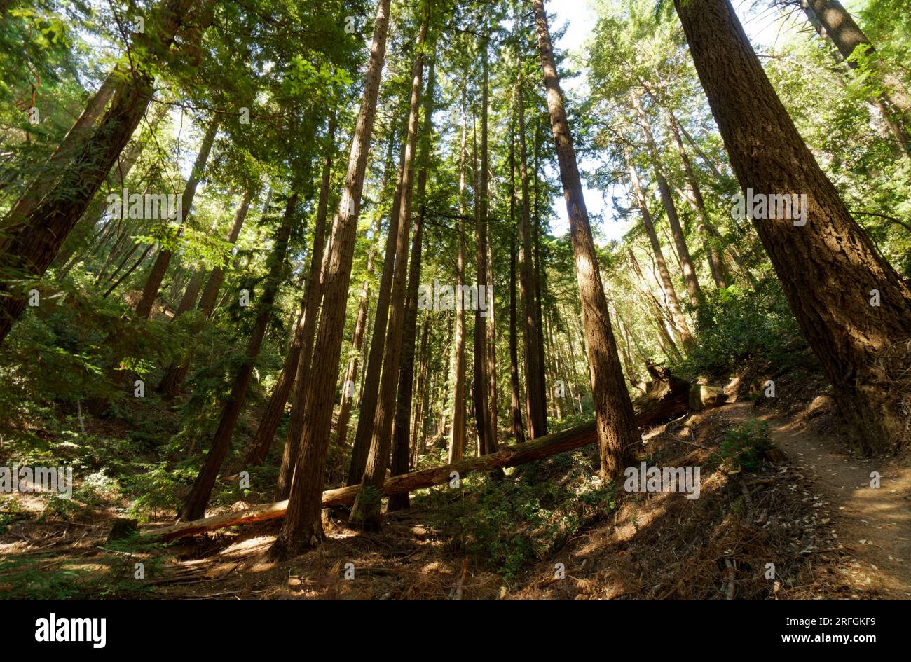Sequoia trees logging national park hi-res stock photography and images ...