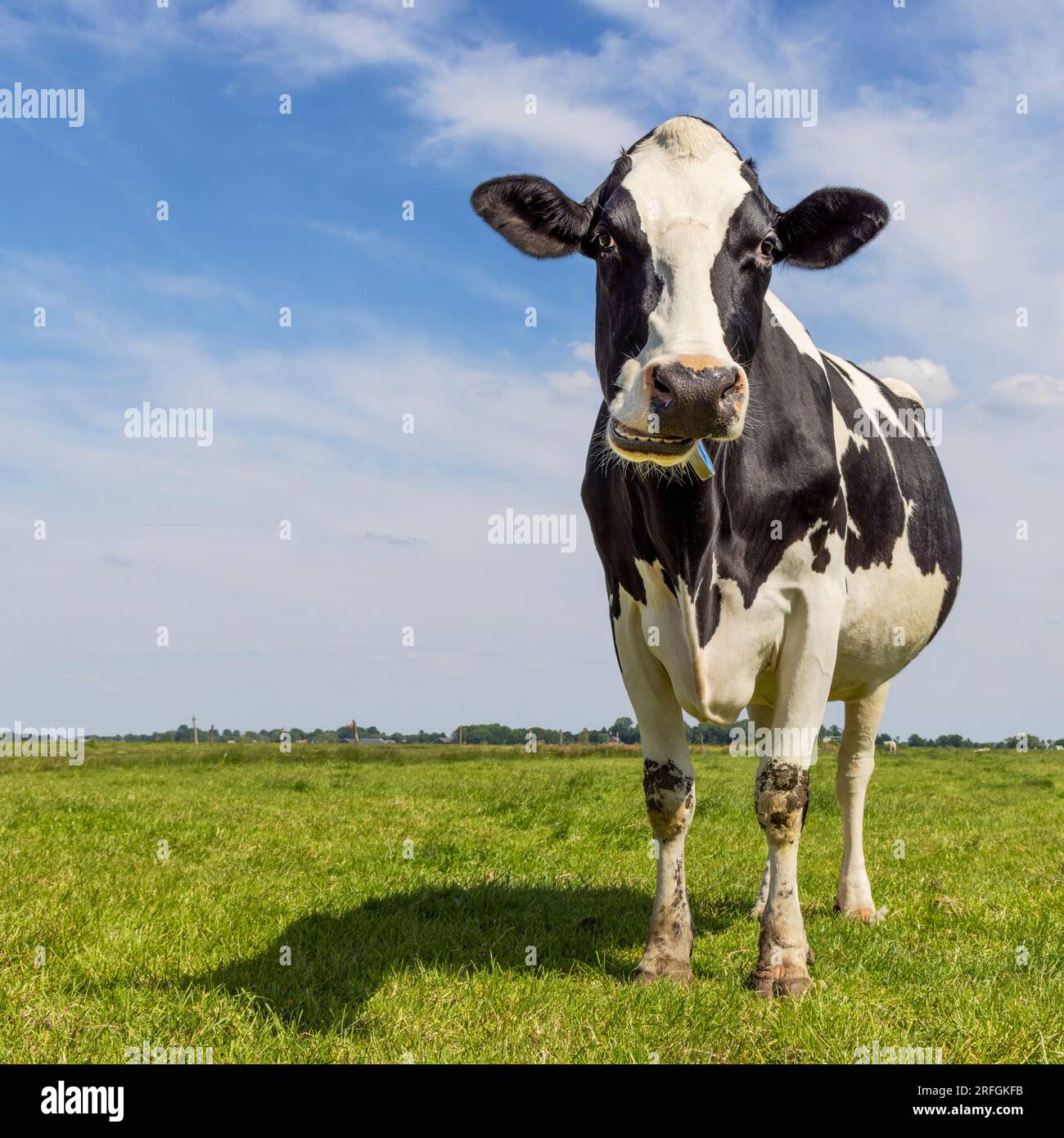 Ruminating cow hi-res stock photography and images - Alamy