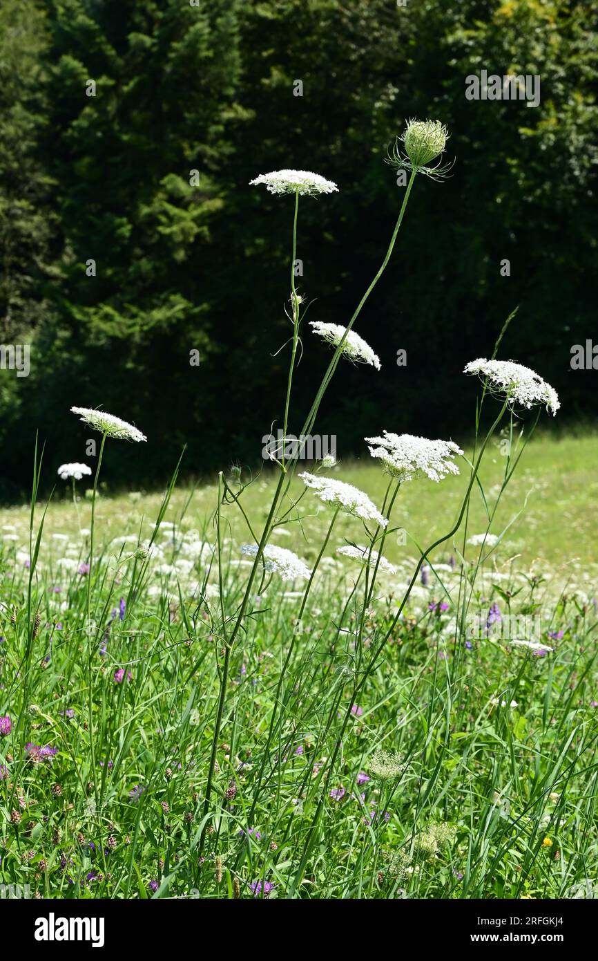 Tall grass white flowers hi-res stock photography and images - Alamy