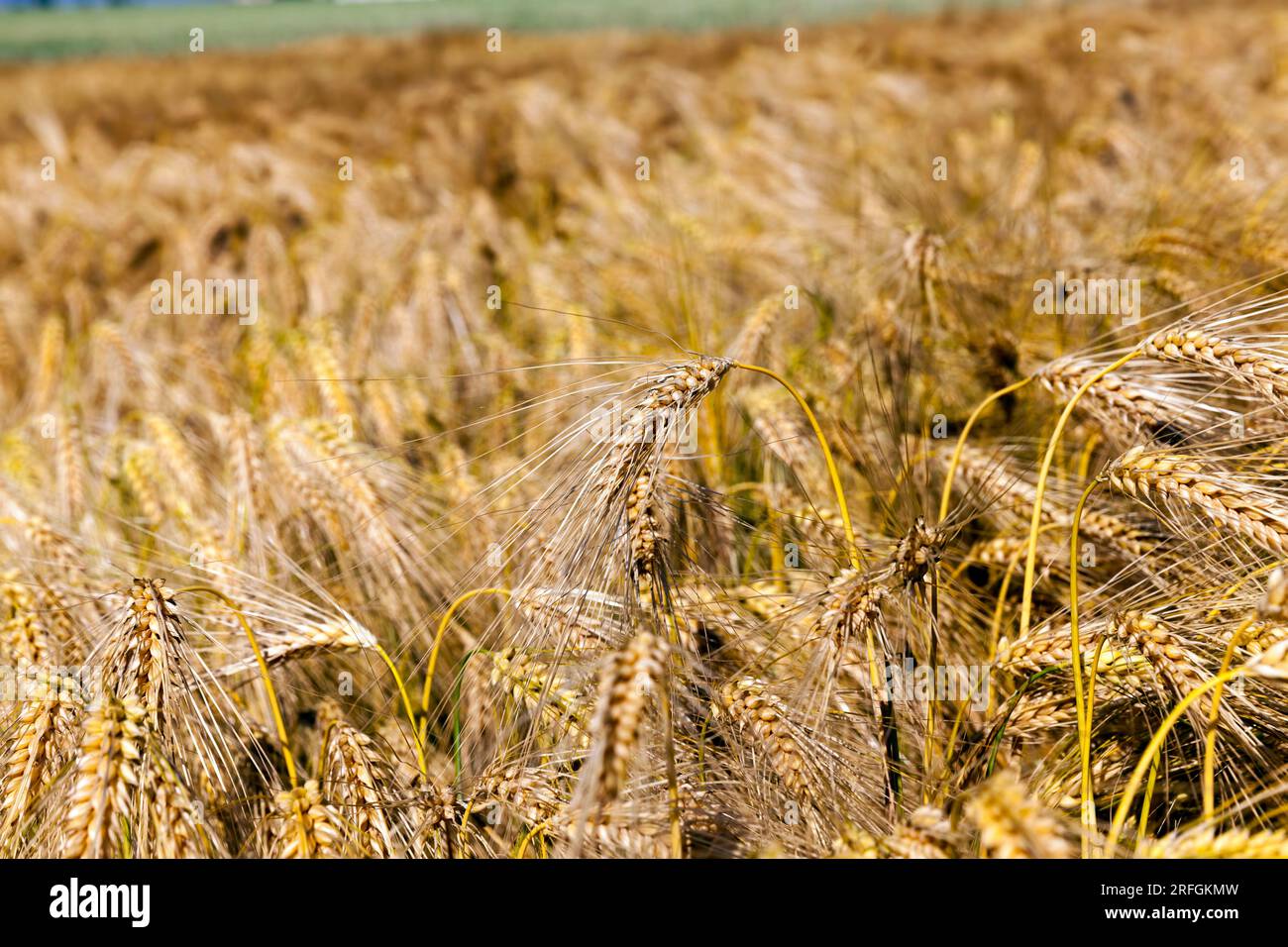 golden rye in an agricultural field in the summer, farming for growing ...