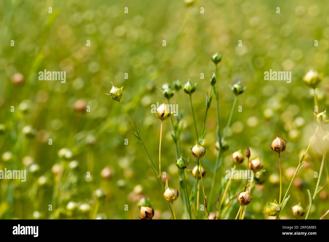 an agricultural field where flax is grown, green flax plants ready for ...