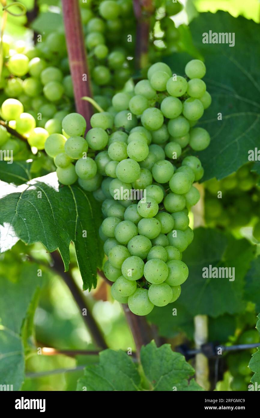 Grape leaves with immature grapes hi-res stock photography and images ...