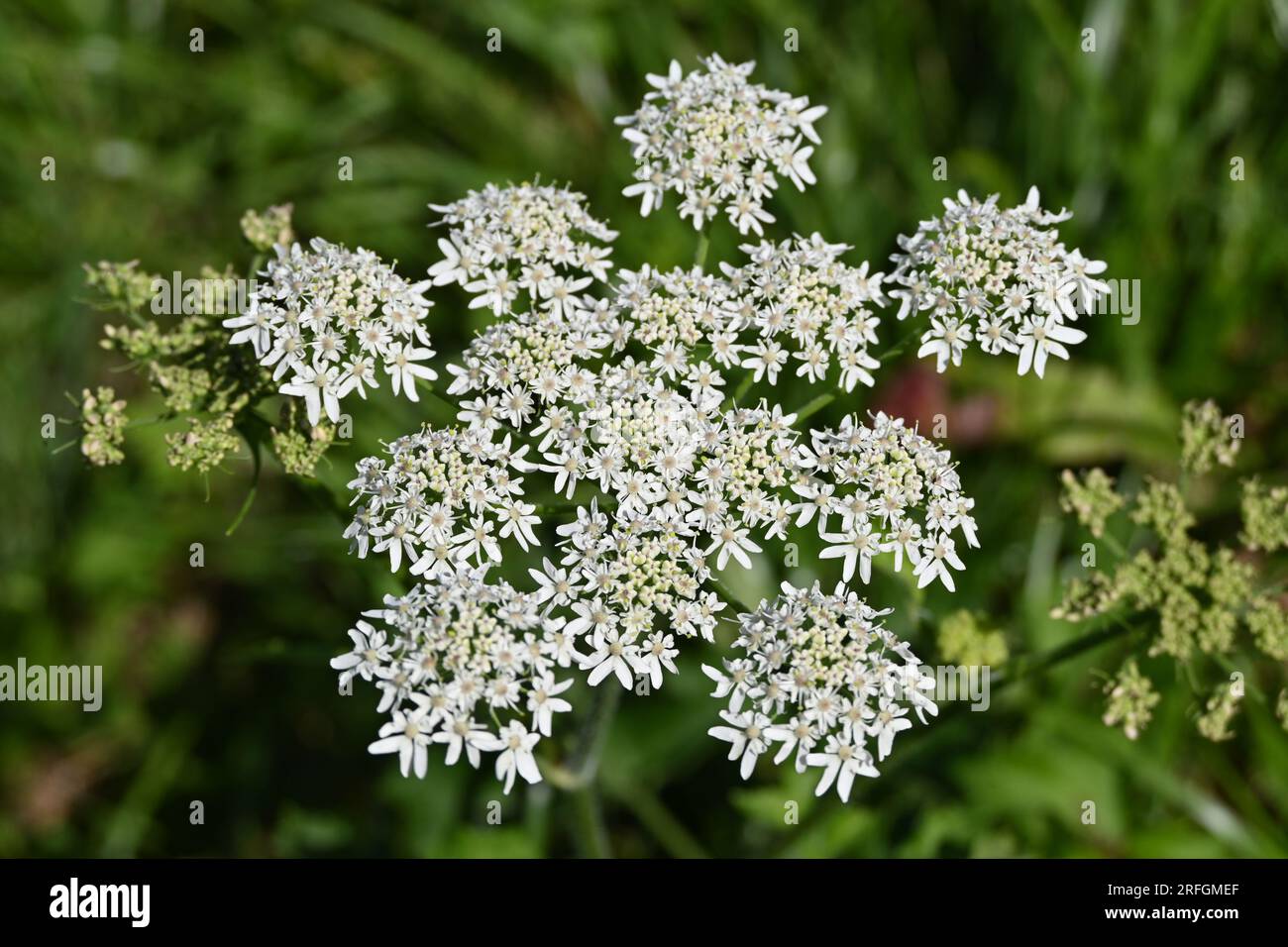 Full bloom hogweed hi-res stock photography and images - Alamy