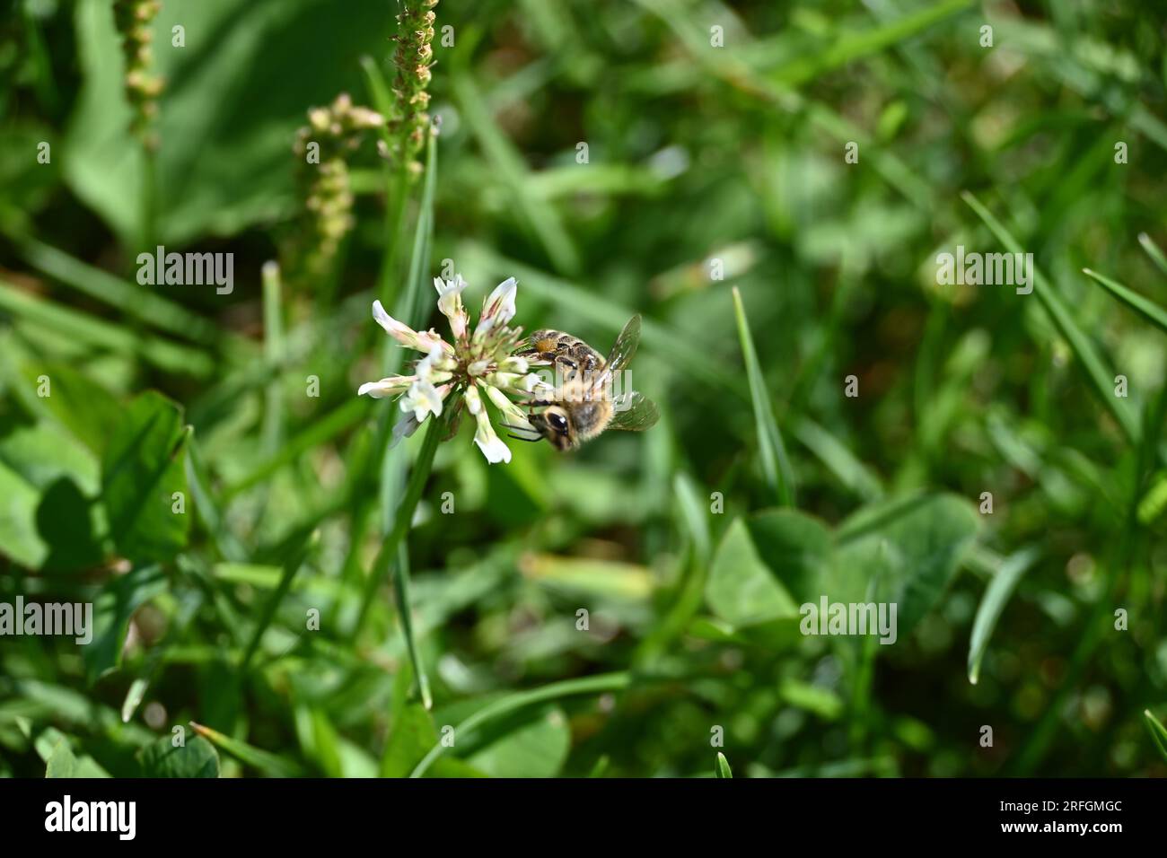 Whice clover with bee Stock Photo - Alamy