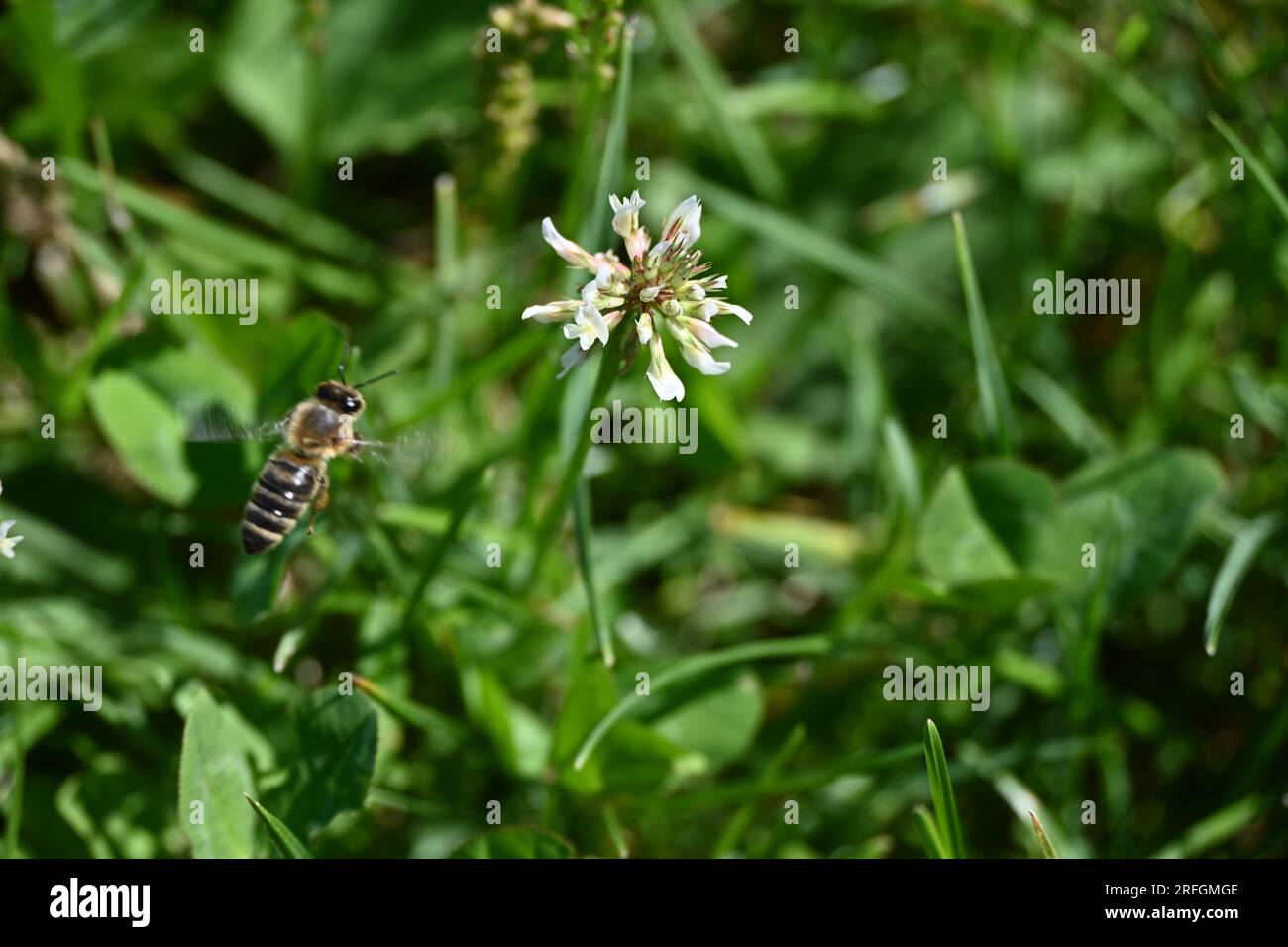 Clover habitat hi-res stock photography and images - Alamy