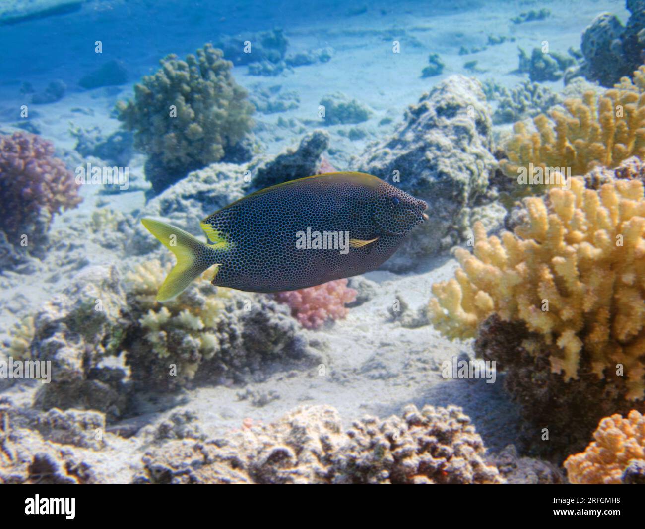 Brown-spotted rabbitfish - (Siganus stellatus), underwater photo into ...