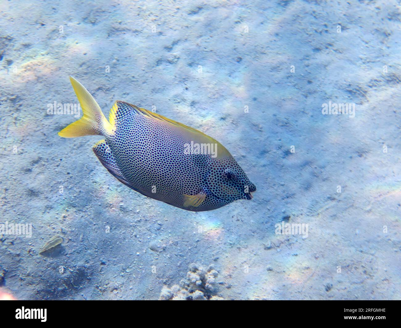Brown-spotted rabbitfish - (Siganus stellatus), underwater photo into ...
