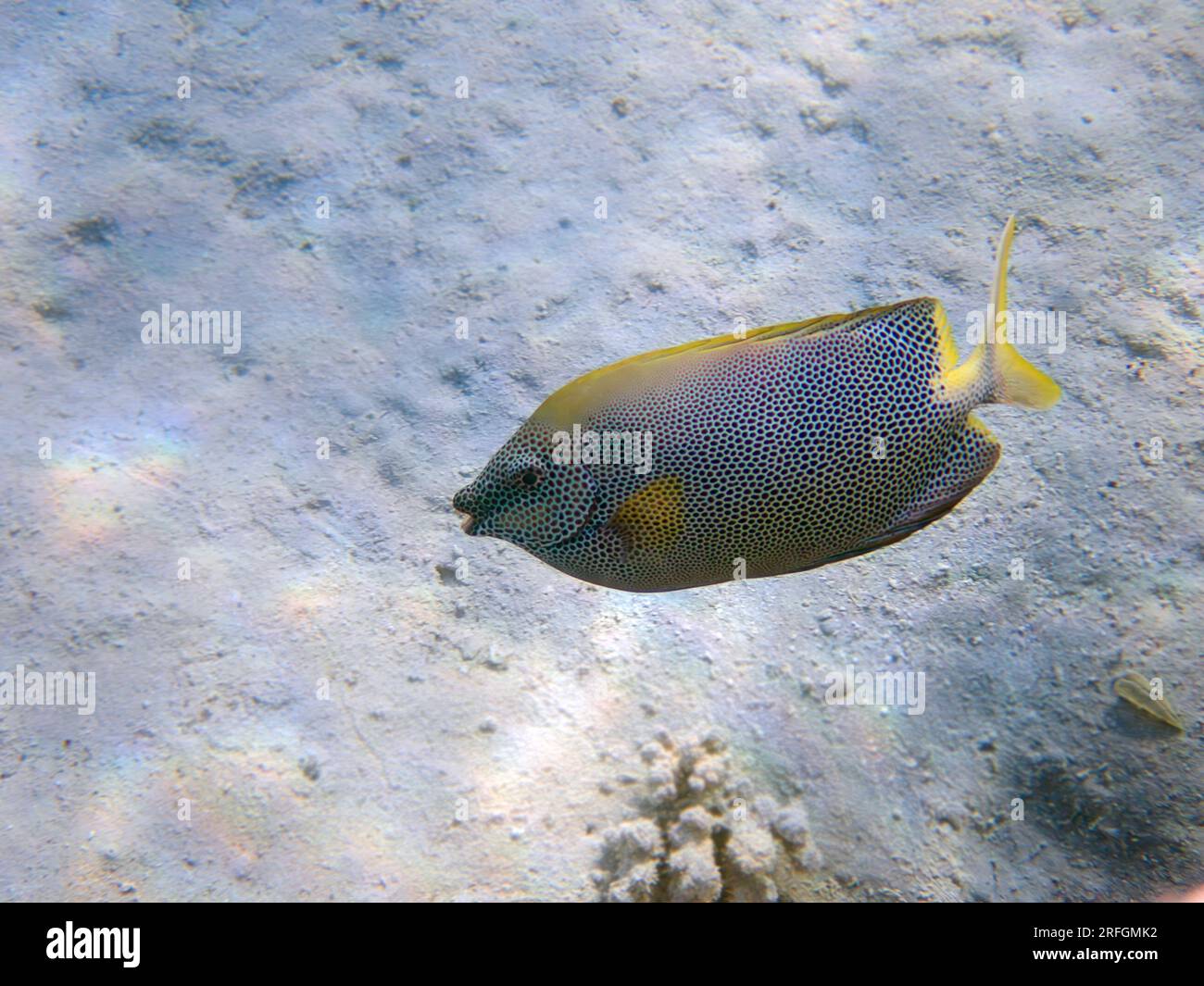 Brown-spotted rabbitfish - (Siganus stellatus), underwater photo into ...
