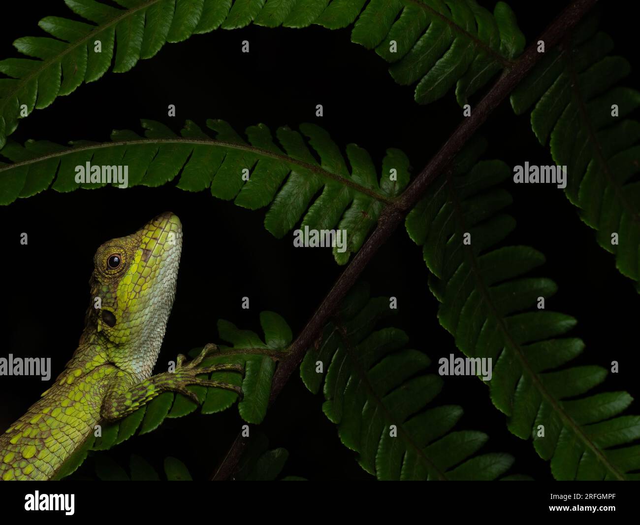 Lizards of western ghats hi-res stock photography and images - Alamy