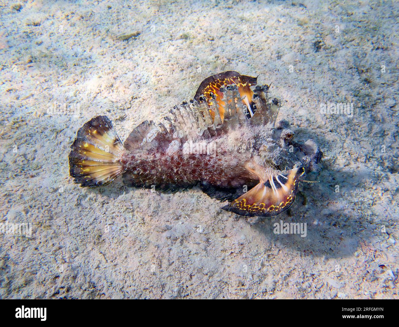 Inimicus filamentosus, also known as the filament-finned stinger ...