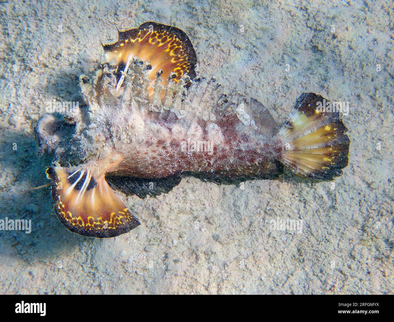 Inimicus filamentosus, also known as the filament-finned stinger ...