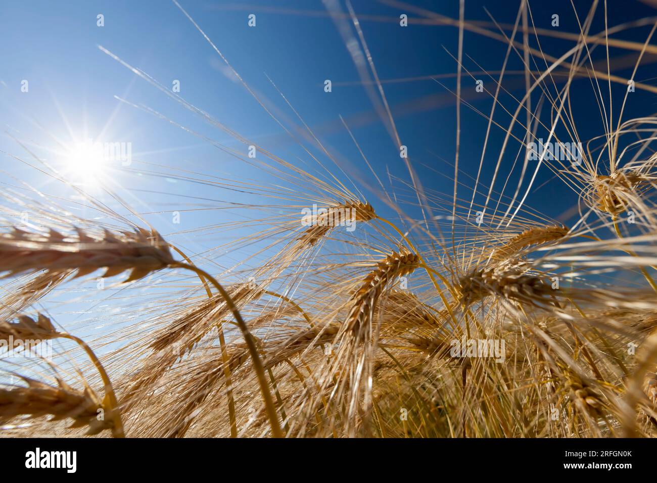 golden rye in an agricultural field in the summer, farming for growing ...