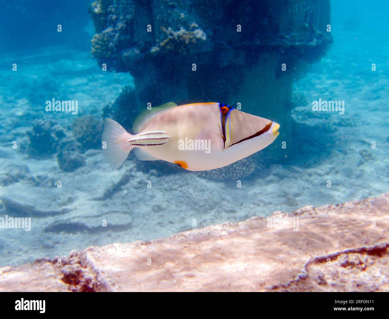 Picasso lagoon triggerfish (Rhinecanthus aculeatus), underwater photo ...