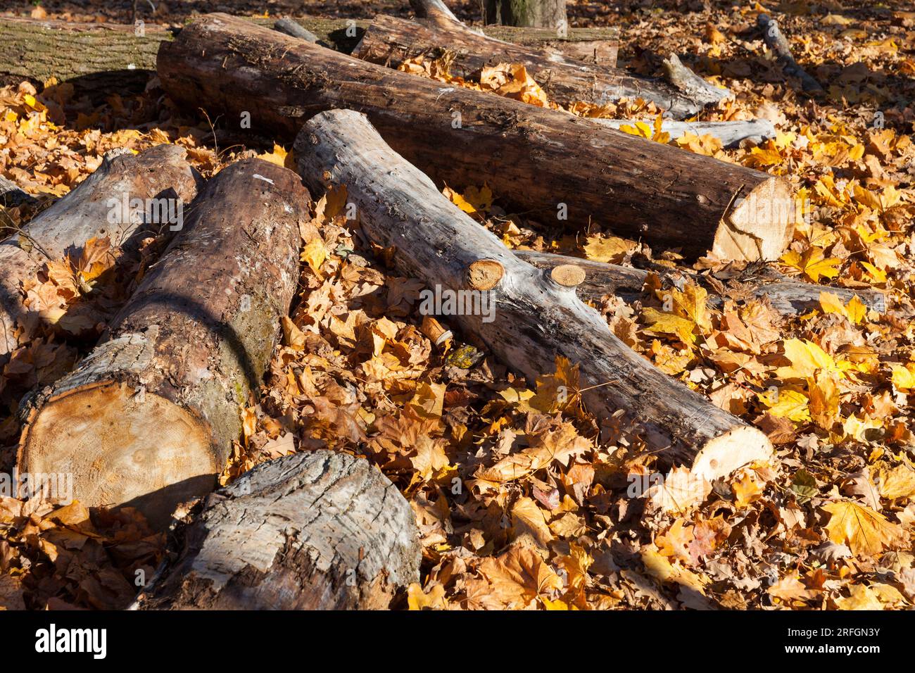 background dry yellow leaves with a log on the ground, filter Stock Photo - Alamy
